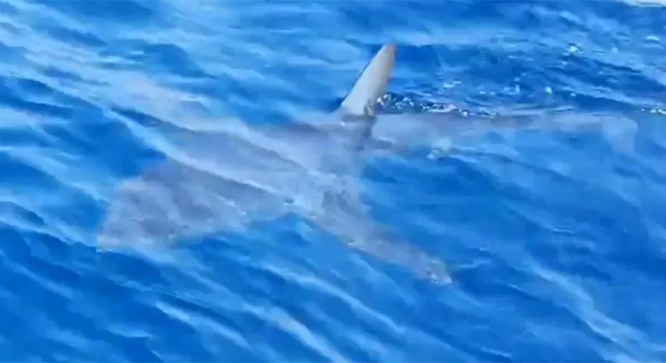 Ima li mjesta za zabrinutost: Najbrža ajkula snimljena kod Jadrana